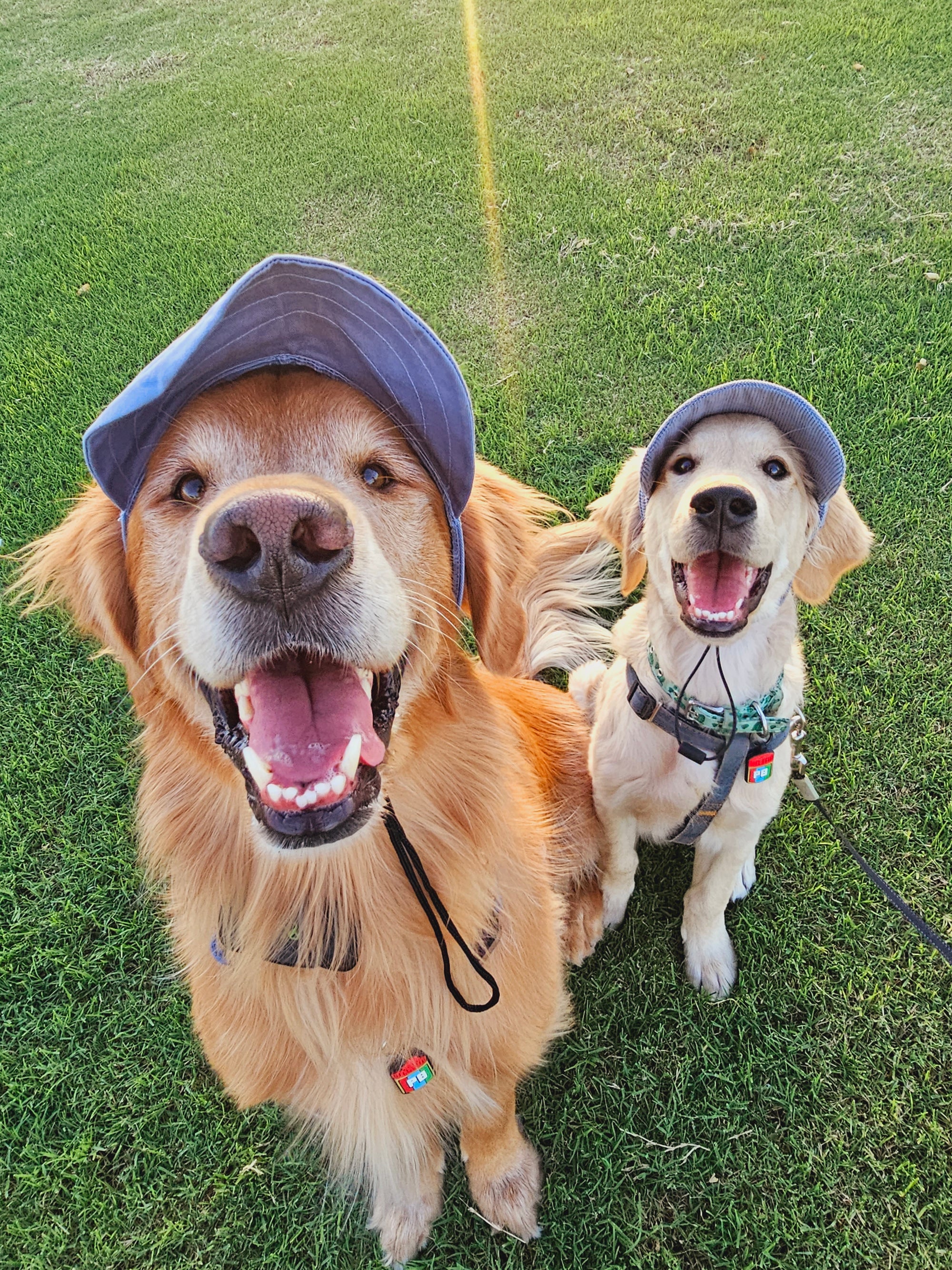 Outdoor Dog Hat – The Golden Bros